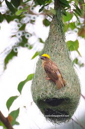 Hereditary Birds In Sri Lanka