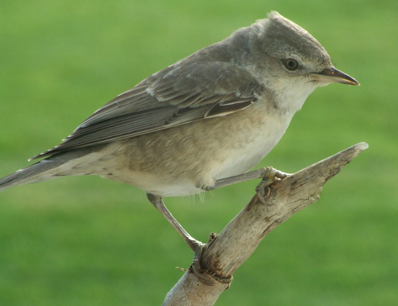 Twitching Trees: Birds on a Stick