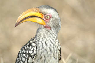FAMILIE BRINK RANDBURG SUID-AFRIKA: Kruger Wildtuin 2008