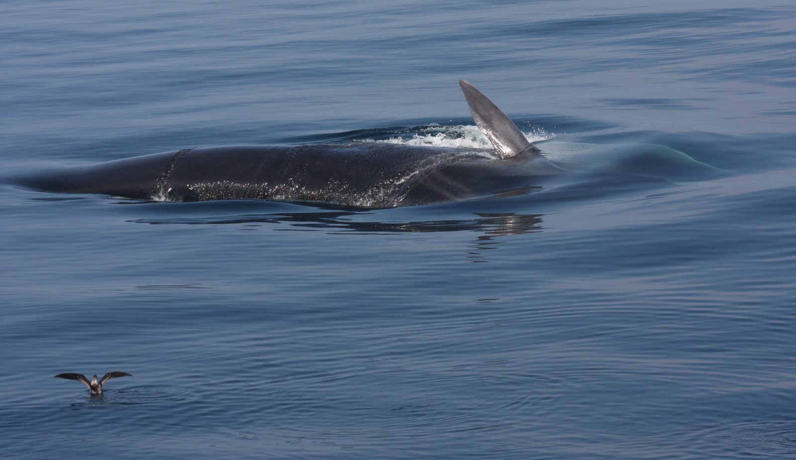 Blue Ocean Society's Whale Sightings: July 6- Prince of Whales- Newburyport