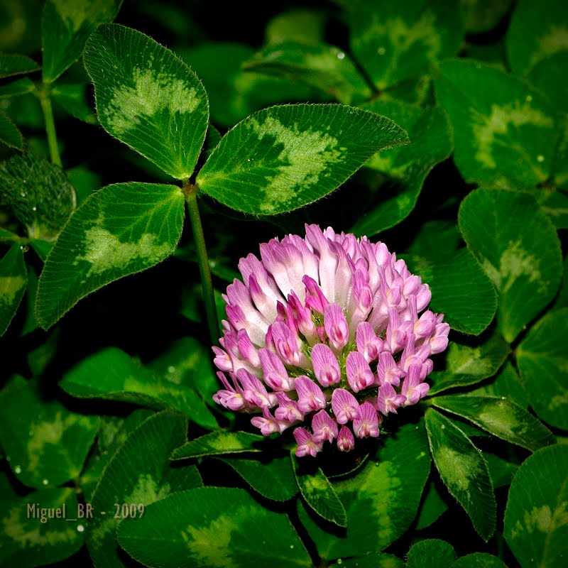 Naturaleza y Fotografía en Motril: Trébol común (Trifolium pratense)