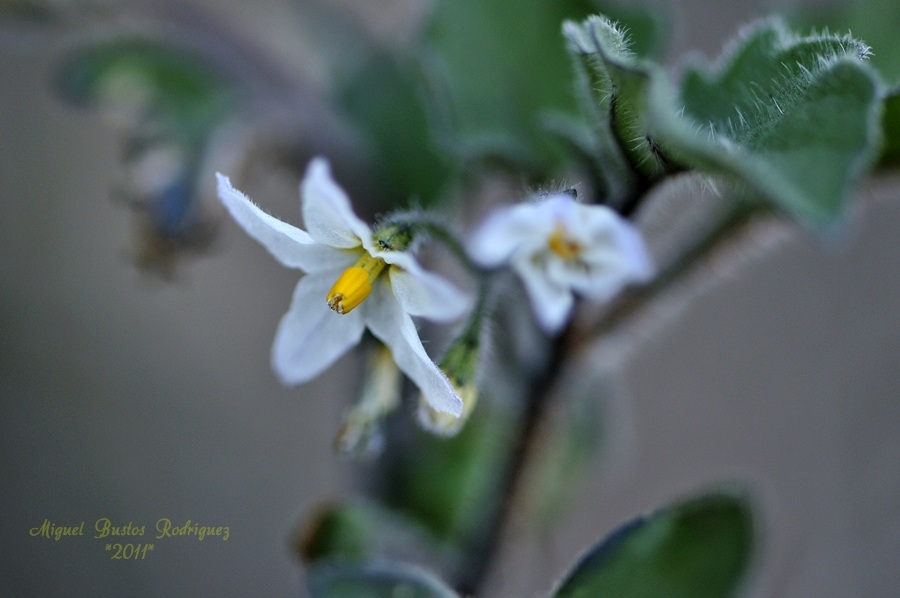 Naturaleza y Fotografía en Motril: Hierba mora (Solanum nigrum)