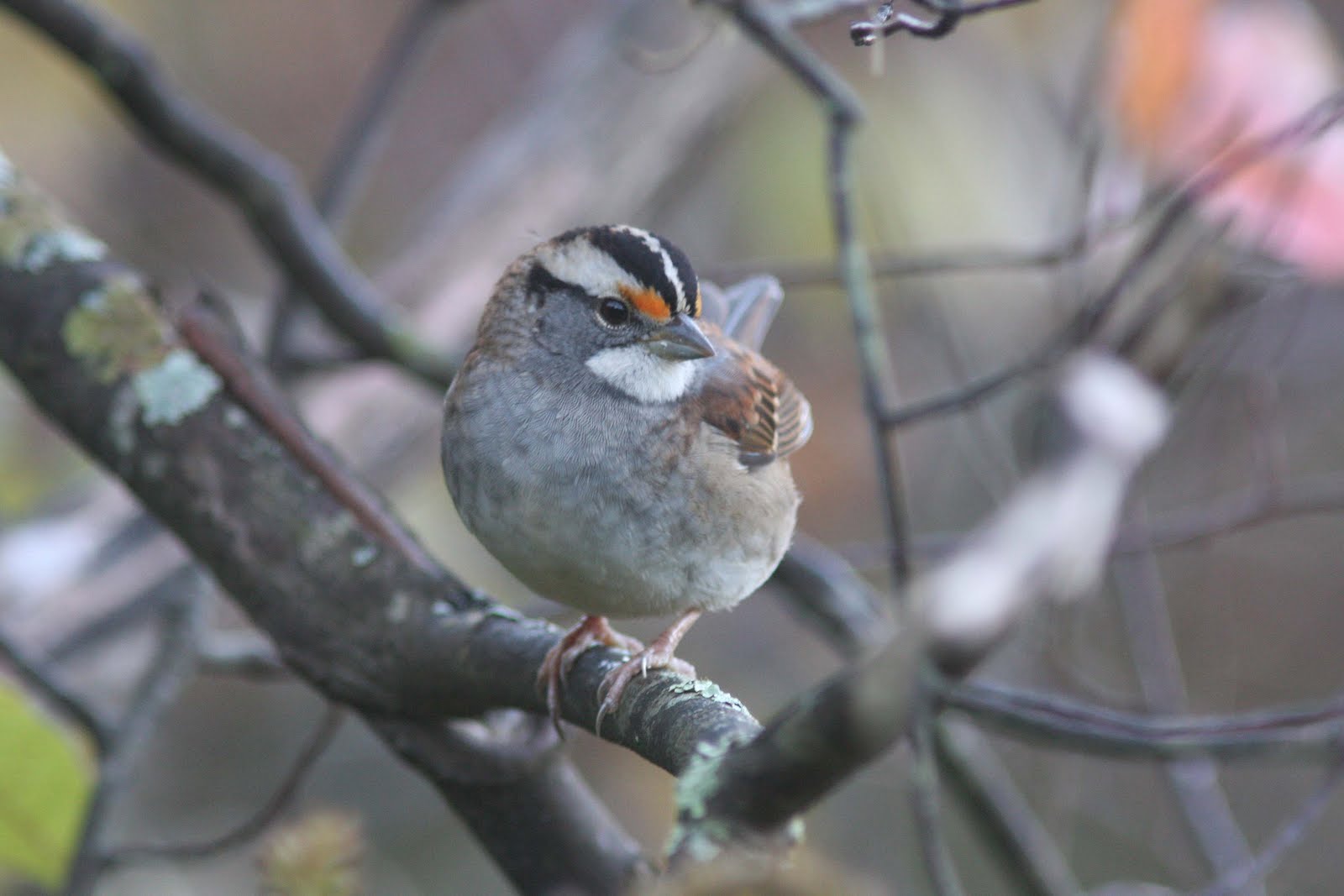 Quabbin birding and beyond: White Throated Sparrow with orange lores
