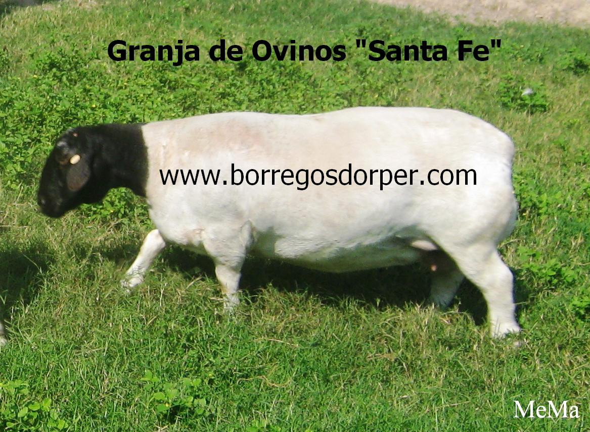 Borregos, Borregos Dorper Granja de Ovinos "Santa Fe" Monterrey ...