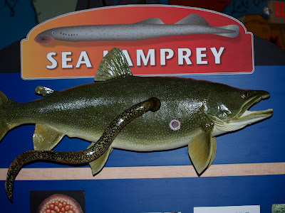 The 1,000-Mile Great Lakes Adventures: The Sea Lamprey STARS on Dirty Jobs