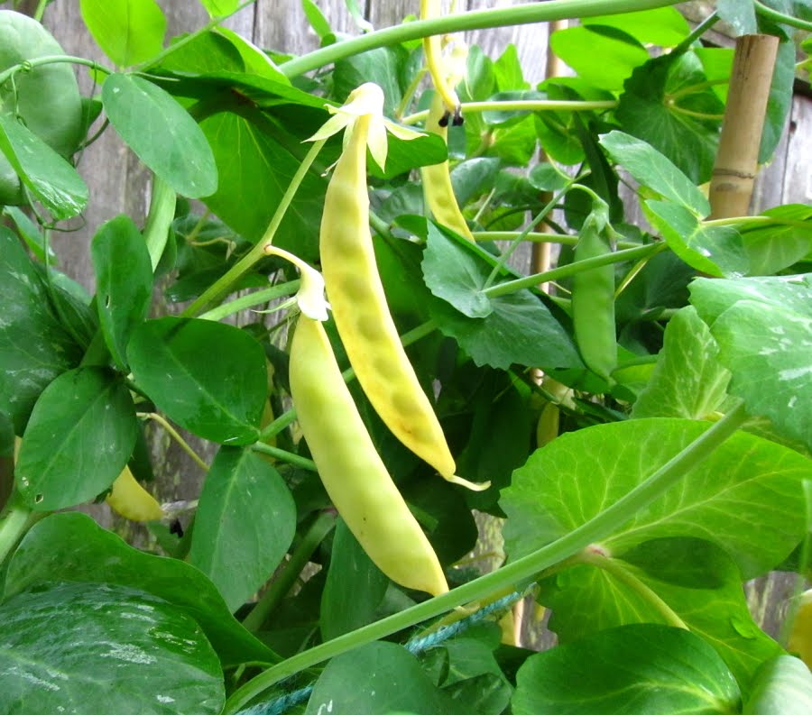 last call for corn: garden report: the peas