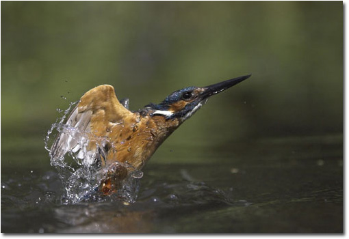 Stuart.: Andy Rouse. Professional Wildlife Photography.