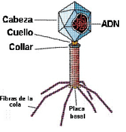 Descubre las ciencias: Los virus bacteriofagos