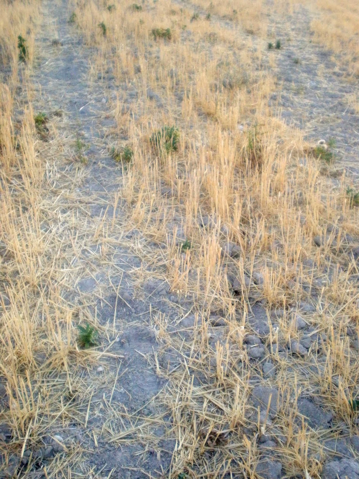 sociedad de diletantes: pasear por el rastrojo