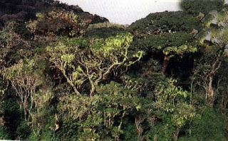 ECHOSYSTEM OF SRILANKA: The Tropical Upper Montane Forest.