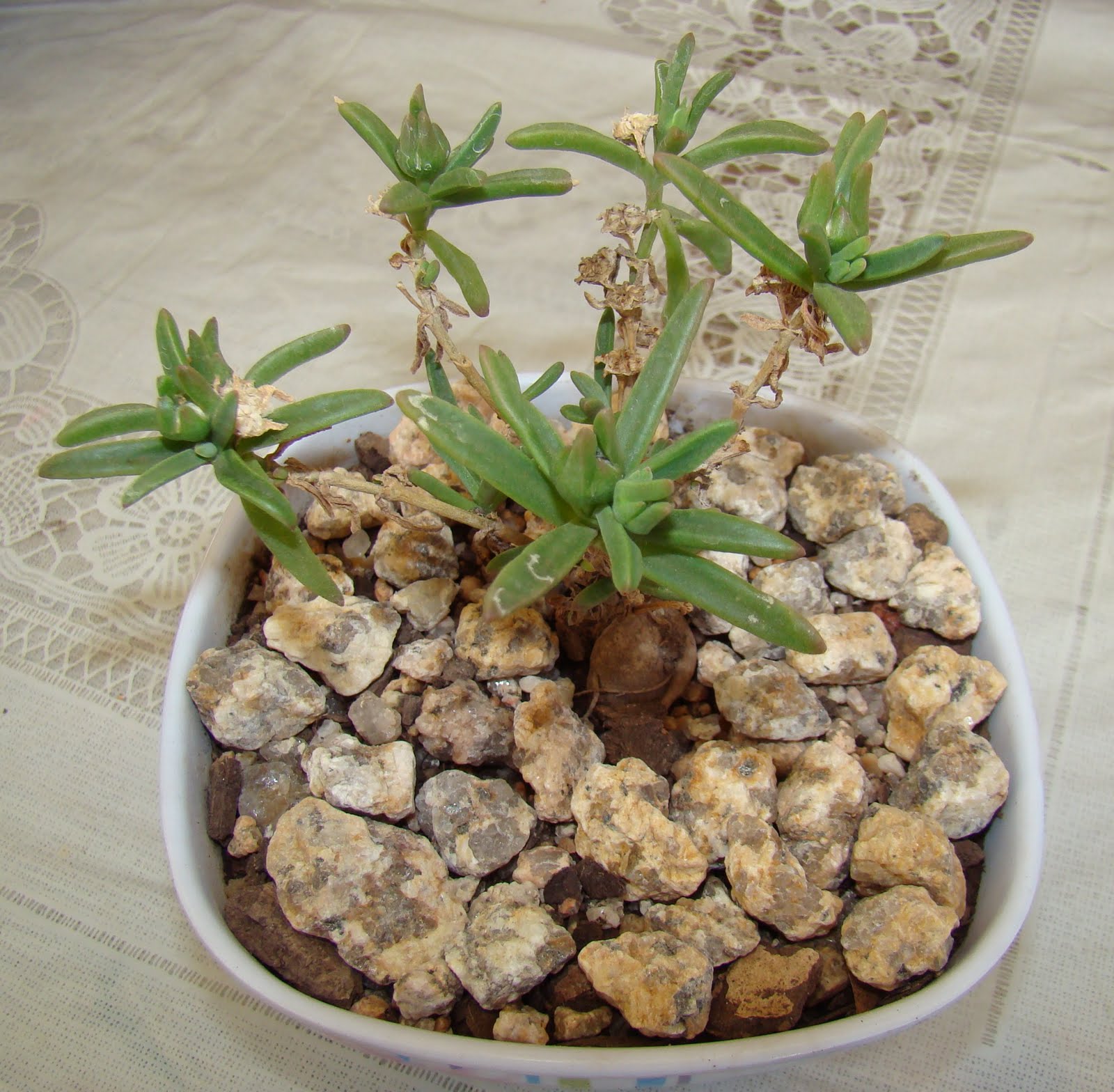 Mis Plantas - My plants: Delosperma Napiforme