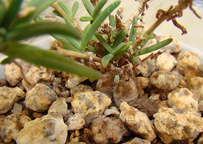 Mis Plantas - My plants: Delosperma Napiforme