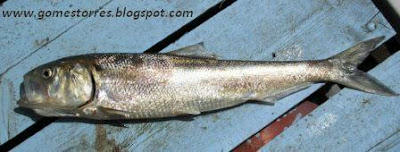 INSTANTES...: O sável