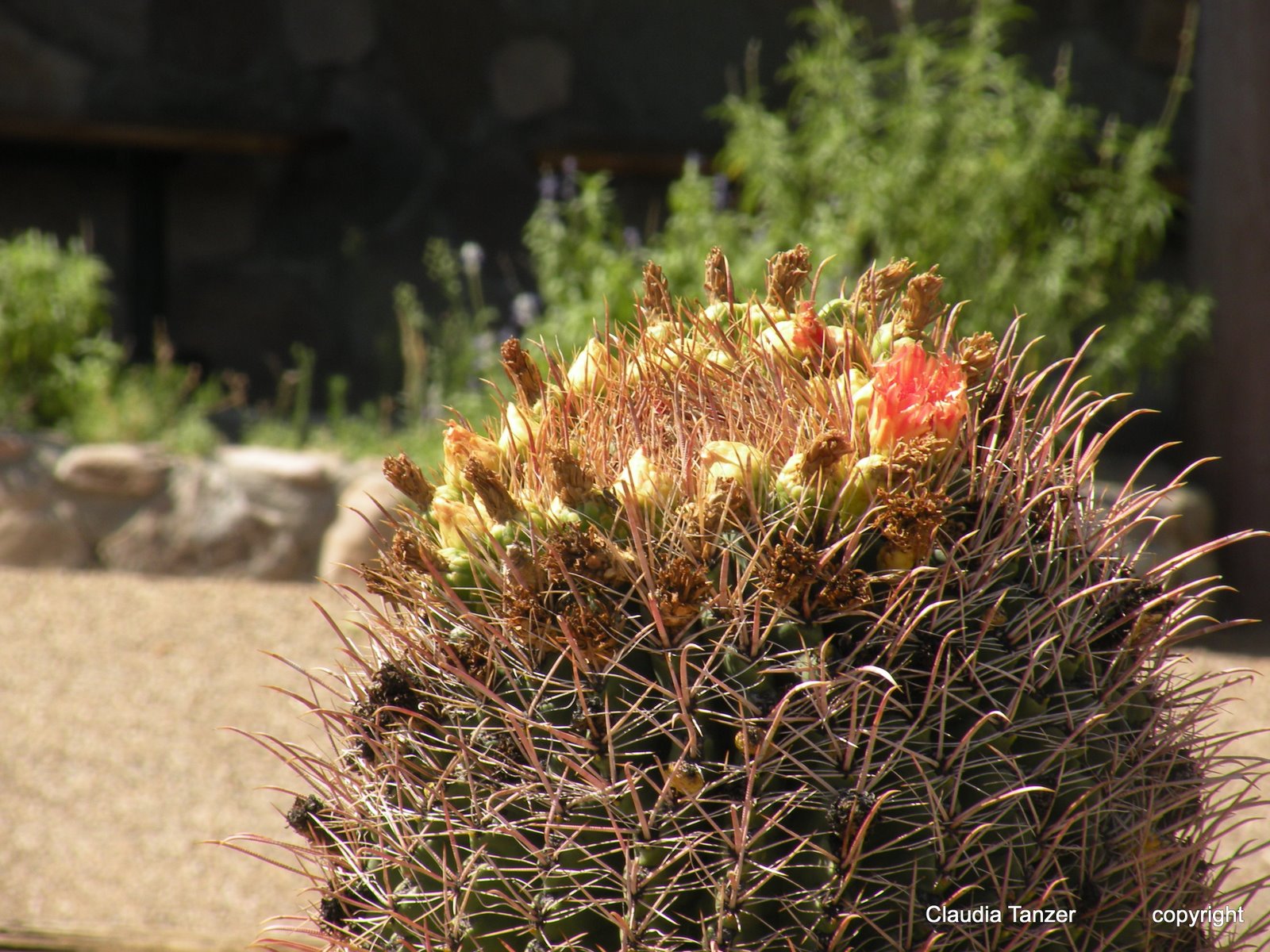 Claudia Tanzer-Photographer: Arizona desert plants