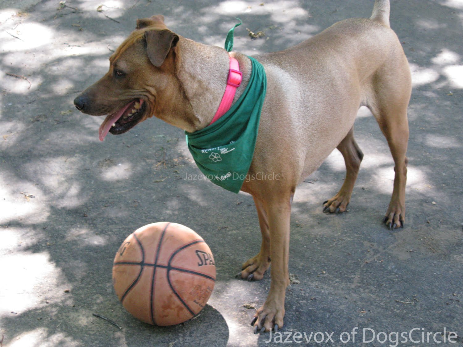 www.DogsCircle.com: Dogs Can Play Ball Wordless Wednesday