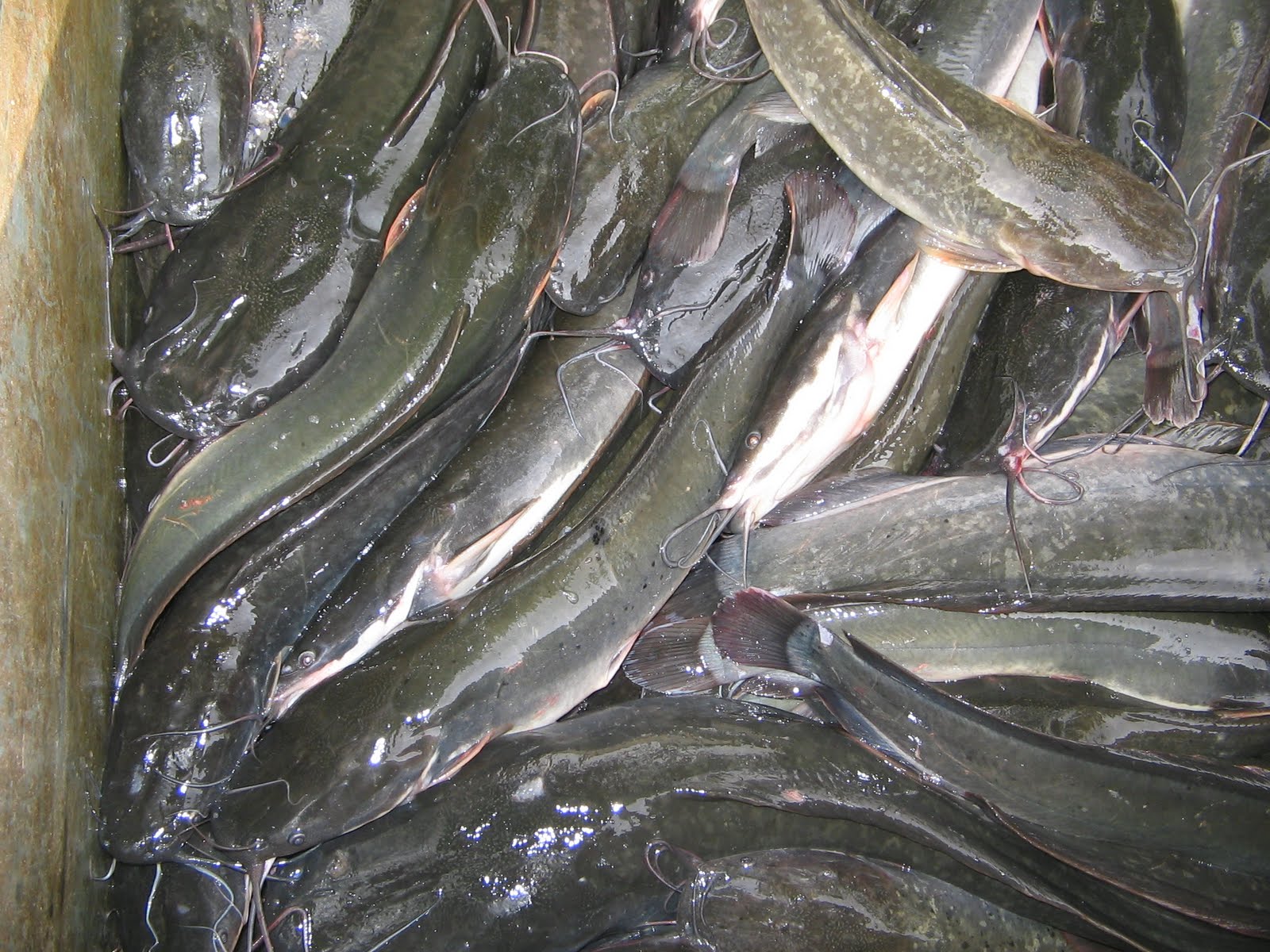 JABATAN TEKNIK DAN VOKASIONAL: INFO IKAN KELI