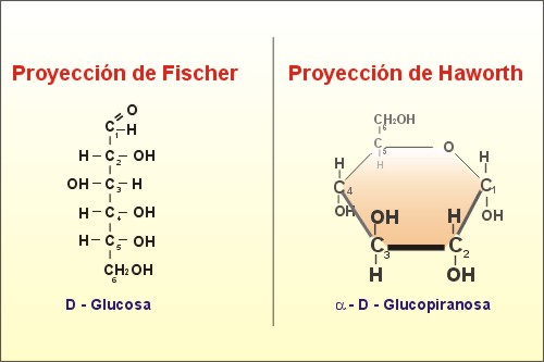 Biología 2º: Glúcidos