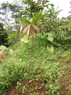 Berkebun yuuk !!: Bisbul (Diospyros blancoi A. DC)