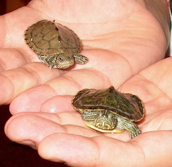 Dutza_Dutza_12Kiss: DEspre broaste testoase