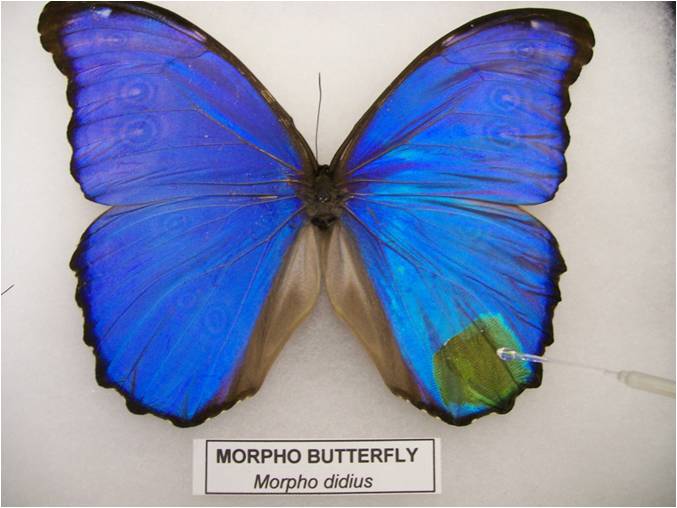 MicroExplorers: Iridescence in nature