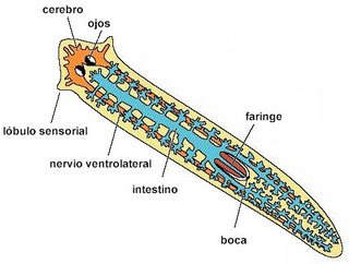 BECRE - ES Cacilhas-Tejo: A regeneração nas Planárias