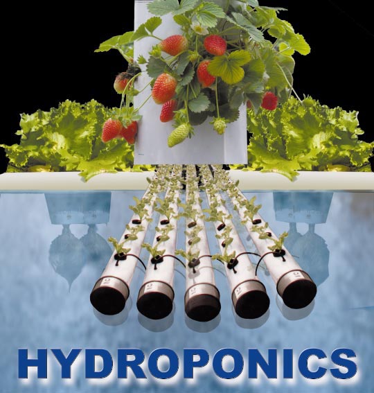Facts About Hydroponics ~ Jamaica Fun Farm