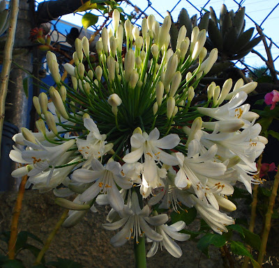 Holasoyrosy: Flores de Bulbos