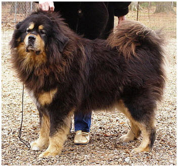 famous himalayan dogs