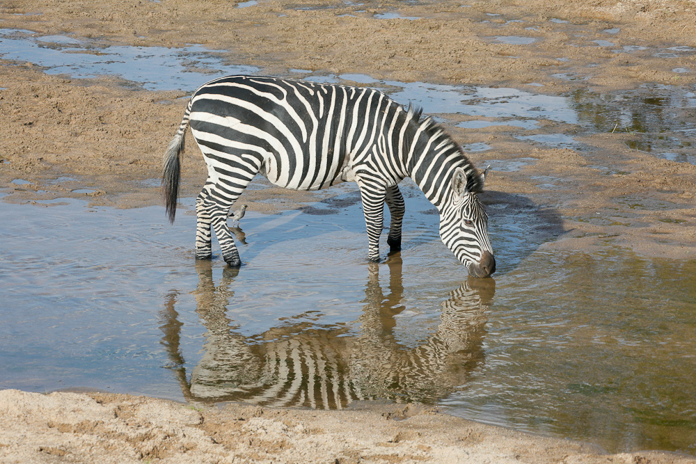 Huw Morgan on Photography: African Animal Alphabet