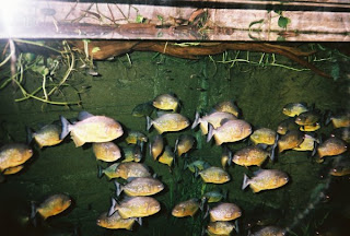 EXOTICCARE Reptil , Amphibi , Ikan air tawar , Piranha , Salamander ...