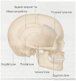 healthylifeandbeauty.com: Brow Lift Techniques