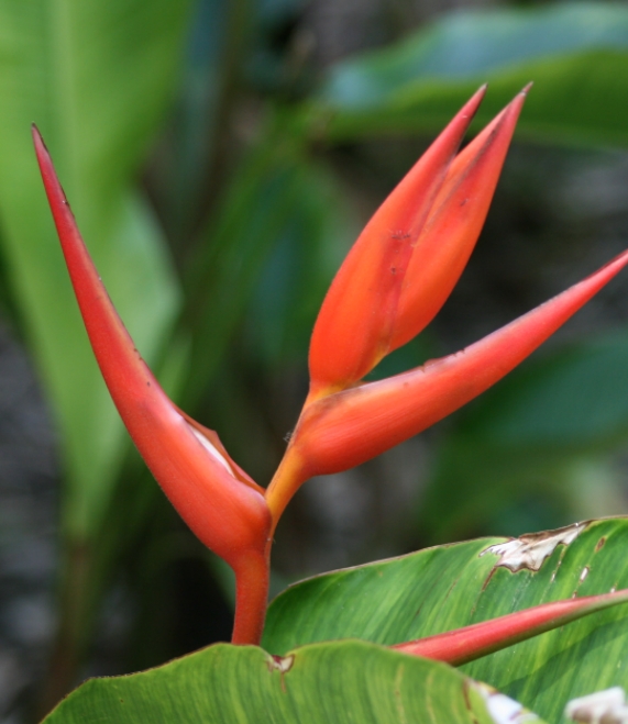 Southeast Florida Garden Evolvement: Fairchild Tropical Botanic Garden ...