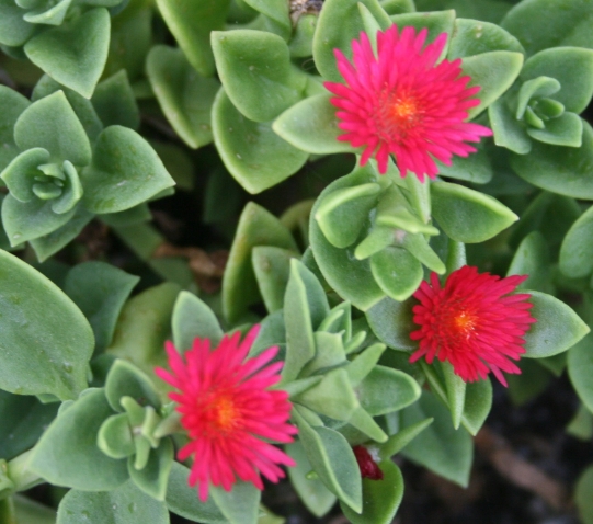 Southeast Florida Garden Evolvement: Livingstone Daisy 'Mezoo Trailing Red'