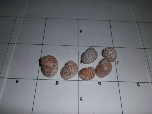 kerang indonesia: kerangkerang kecil 3