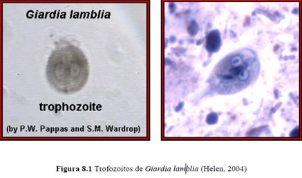 Encontre un Parásito: Morfología