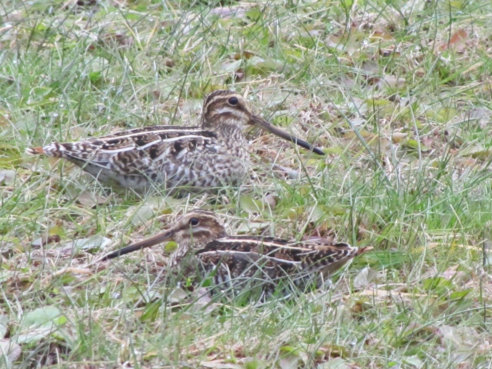 Kentucky Wild Bird Lover: Wilson Snipe
