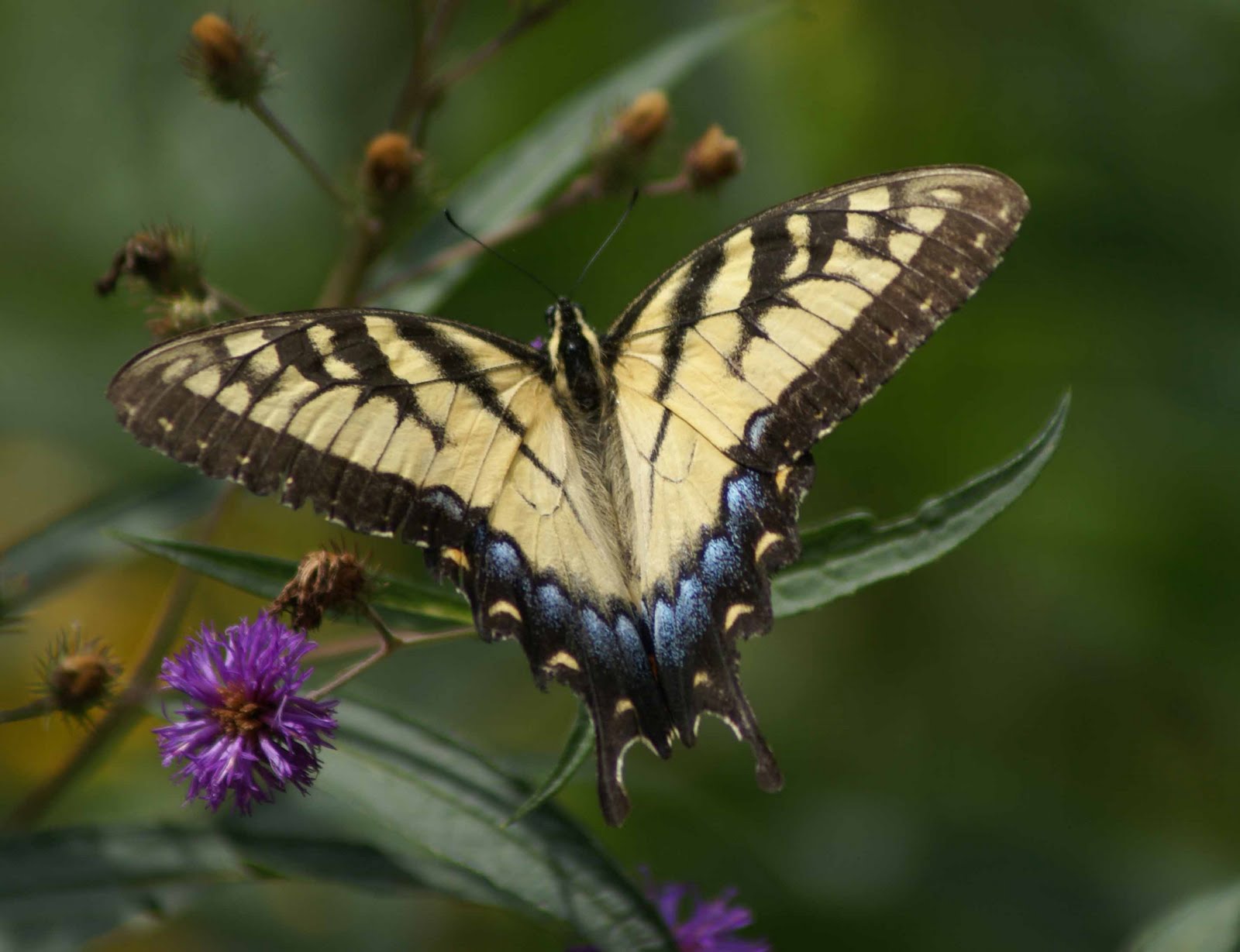 NATURING: YEAR OF THE TIGER (SWALLOWTAIL)