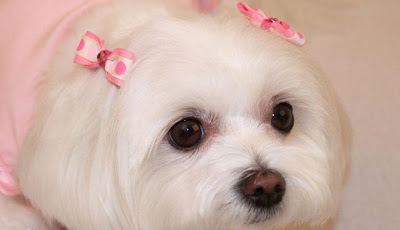 Accesorios para Perros: ¡Pura Coquetería para lucir Flequillo!