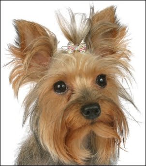 Accesorios para Perros: ¡Pura Coquetería para lucir Flequillo!