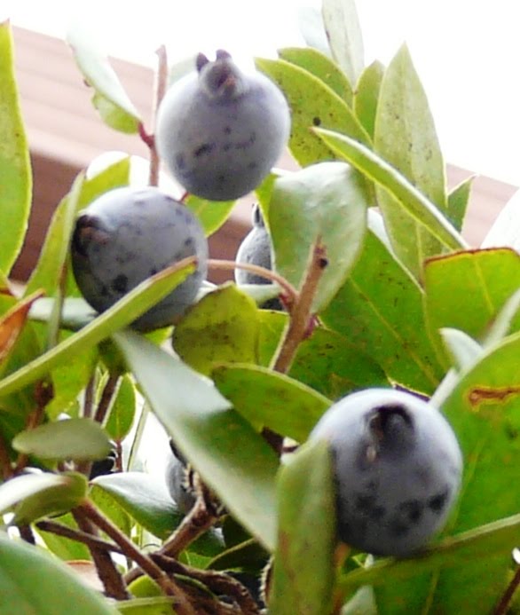 se-cret-blognotes: Mirtul.