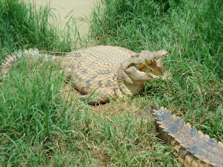 The Cooks in Zambia: Kalimba Farms