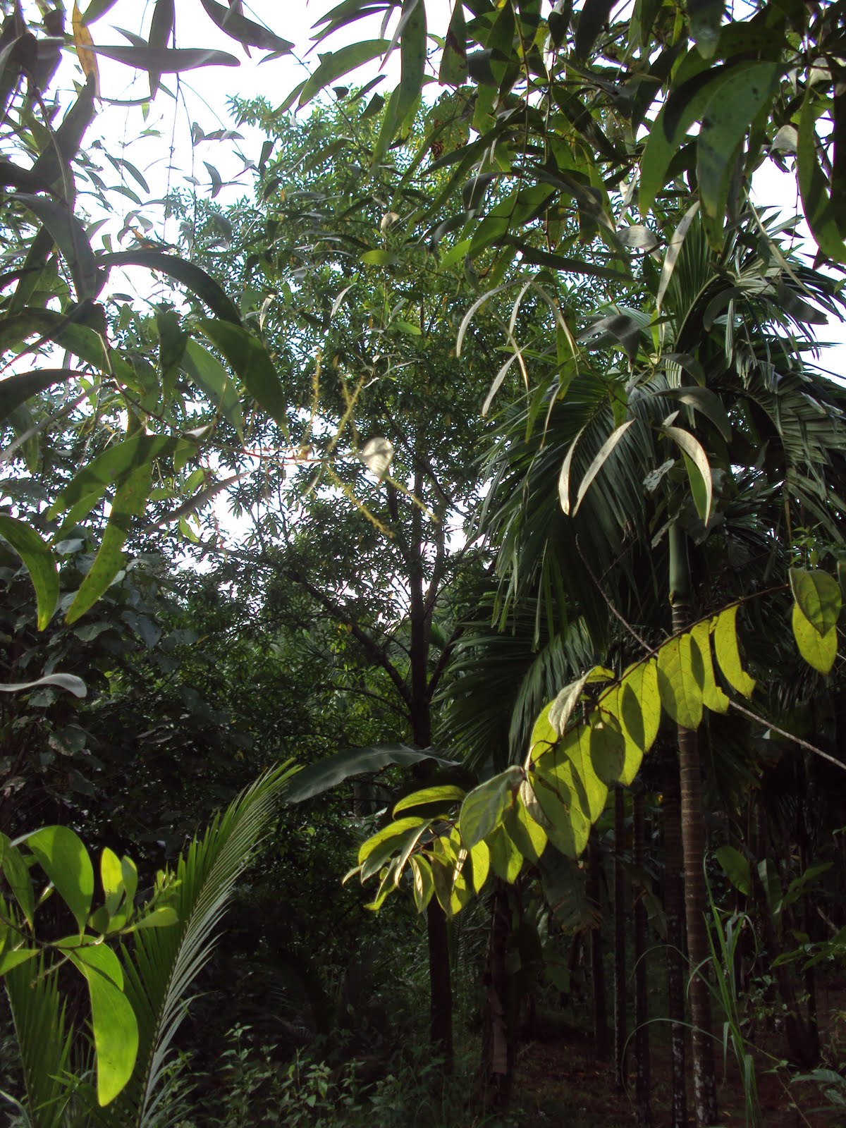 DIVINE RUDRAKSHA: Rudraksh tree