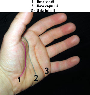 viitorul in palma: Harta mainii- citeste romanul vietii in palma!