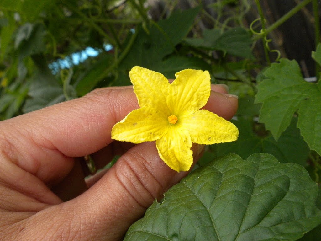 My Backyard - GOD's Creation: BITTER Melon -- AMPALAYA