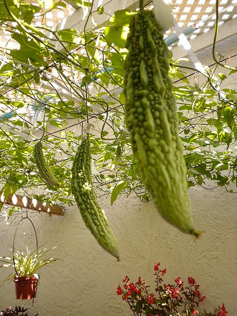 My Backyard - GOD's Creation: BITTER Melon -- AMPALAYA