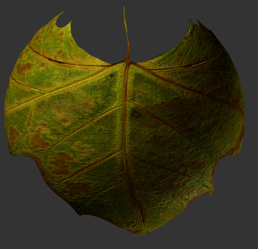 3D Modelling and Animation: Tutorial 3 - Leaf Modelling/Texturing