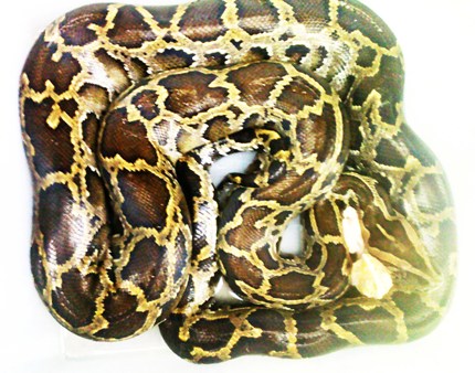 POPURI REPTILES: NEW COMER : ULAR PHYTON MOLURUS 3M an............