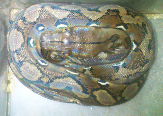 POPURI REPTILES: POPURI REPTILES : ULAR BABY / ANAKAN PYTHON RETICULUS ...