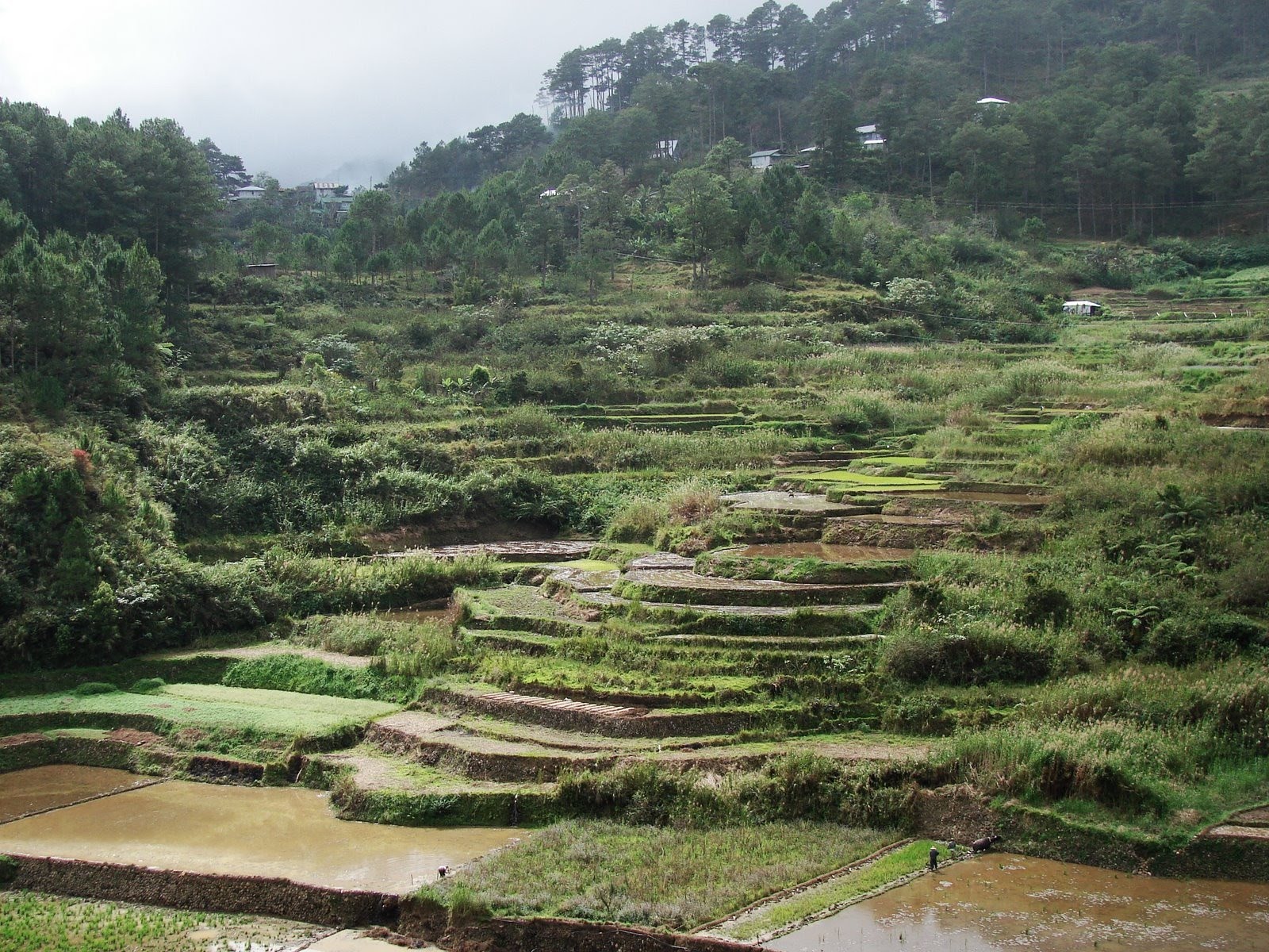 Sagada Rice Terraces | sagada-igorot.com