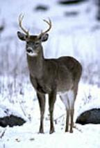 Biomes: The Deciduous Forest